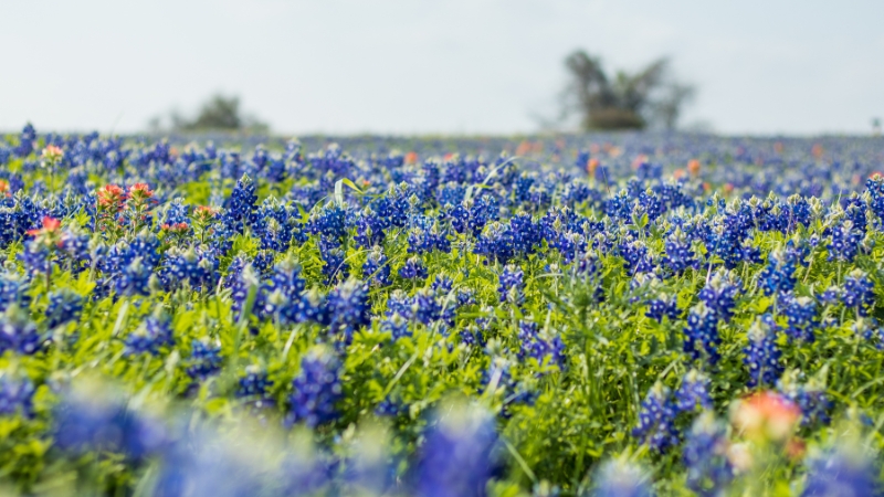 10 Places to Take Spring Bluebonnet Photos in North Texas | Chase Oaks ...